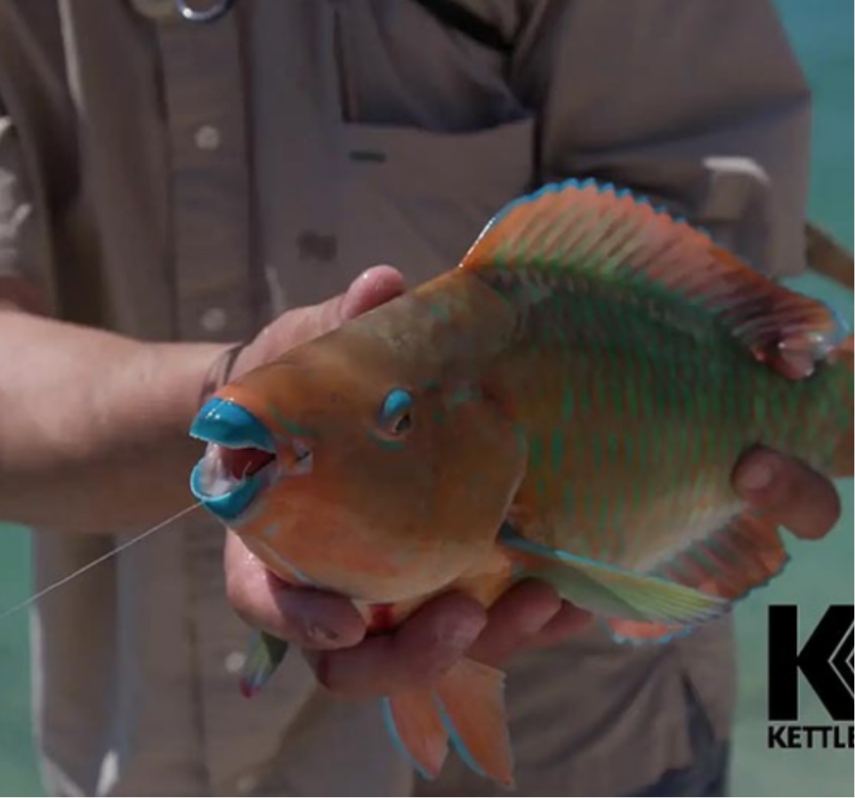 Services - Kettlebottom Creative